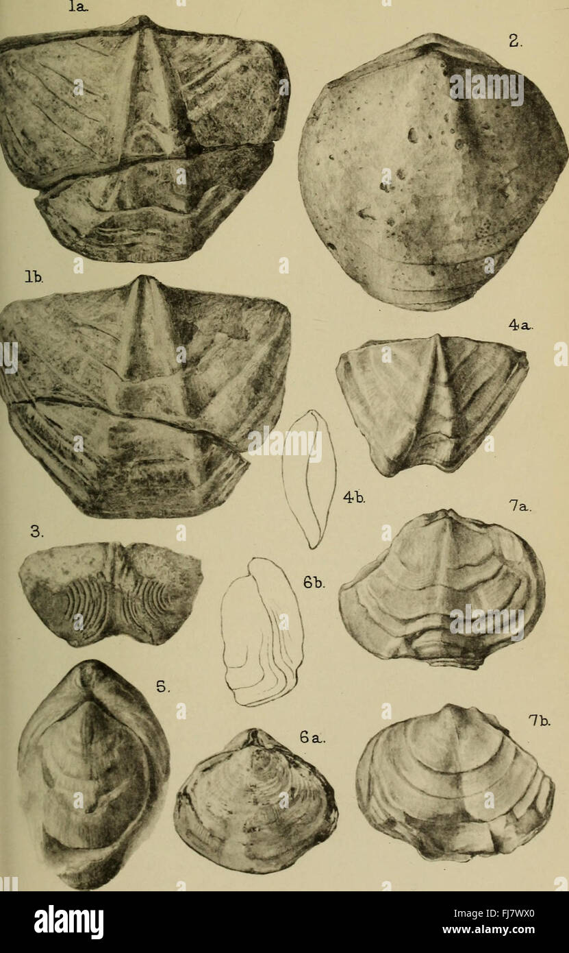 Geological Society of London, geology, earth sciences, geological ...