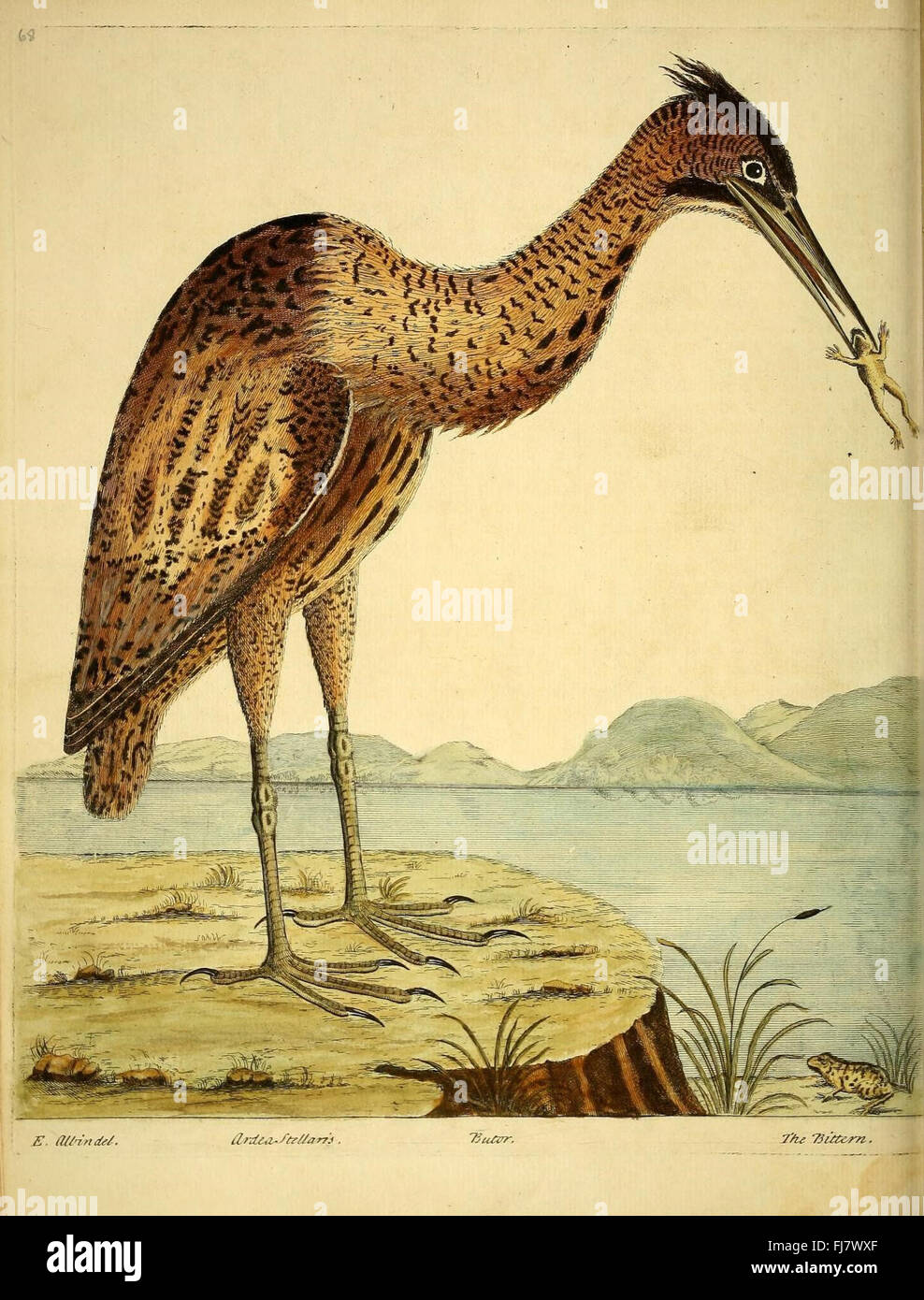 An illustration from 'A Natural History of Birds,' depicting various ...