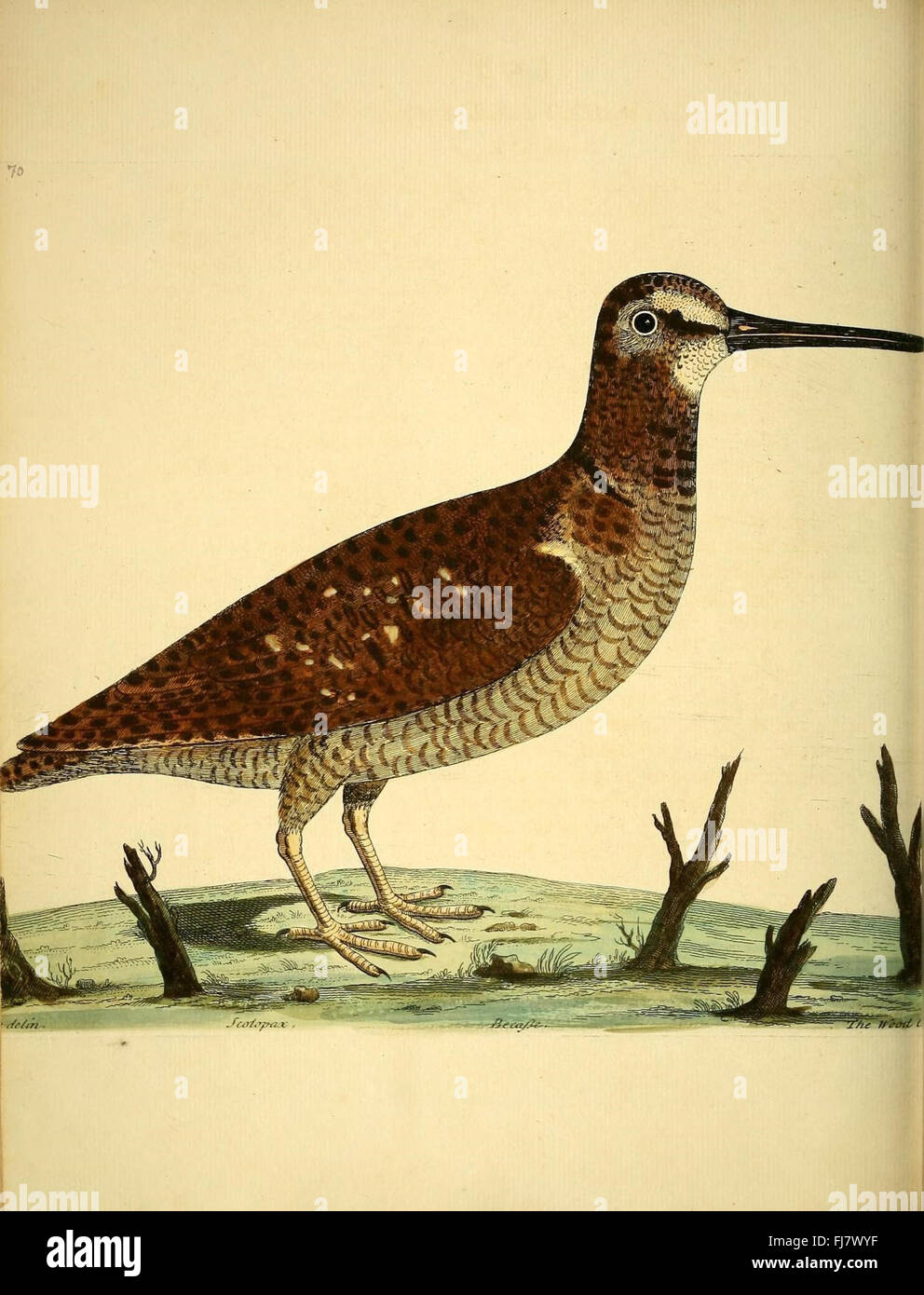A Natural History of Birds (Numb. LXX) - A comprehensive ornithological ...