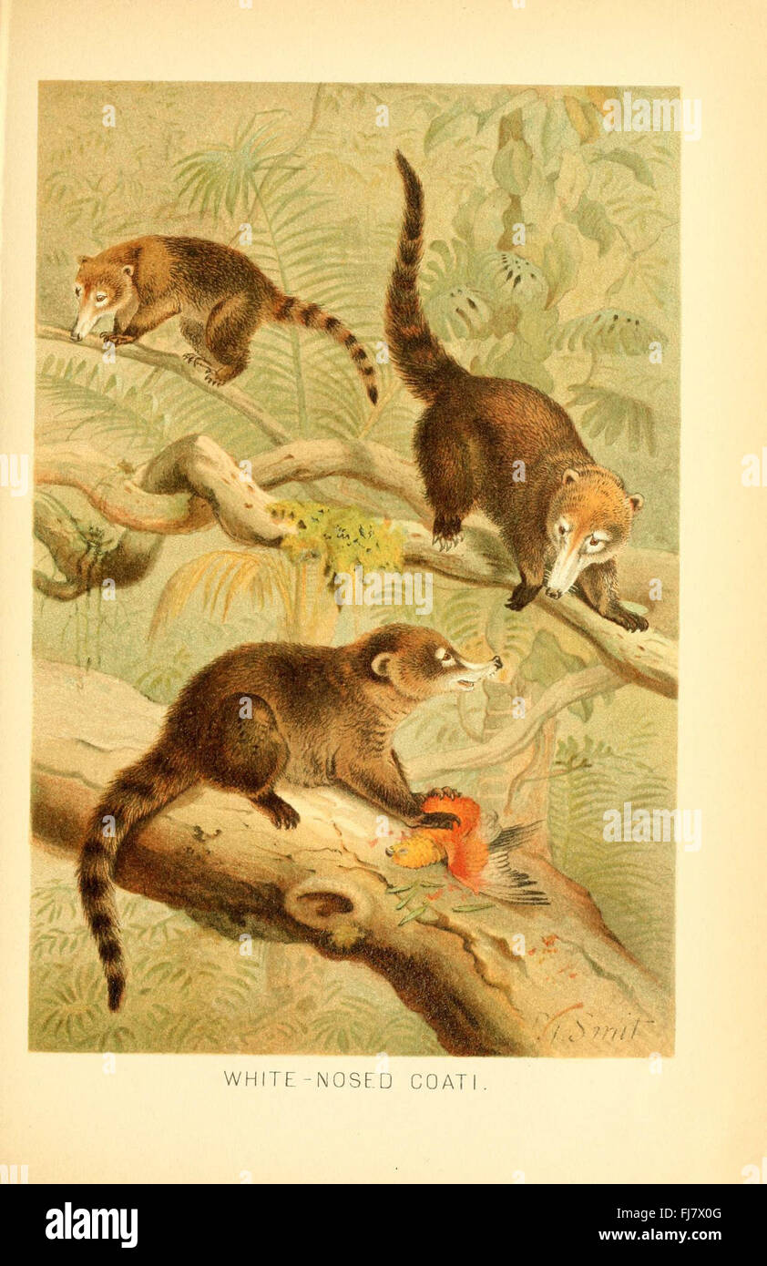 An extensive work covering various aspects of natural history, with a ...
