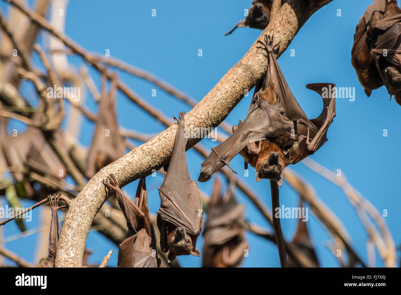 Little Red flying fox carrying her baby roosting and grooming within ...