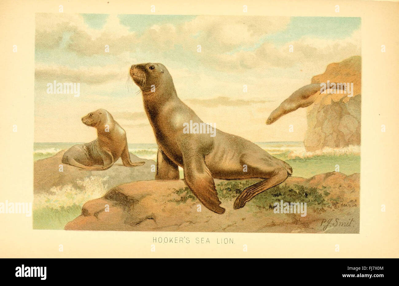 An illustrated study of animal life and natural history, focusing on ...