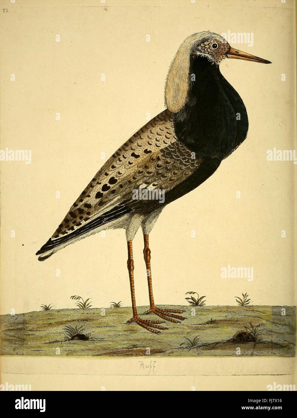 A natural history of birds (Numb. LXXII), Birds Stock Photo - Alamy