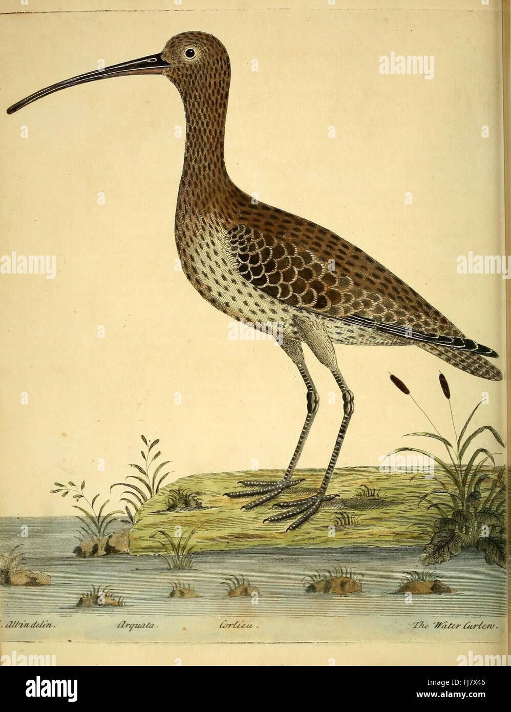 An early natural history of birds, with detailed illustrations and ...
