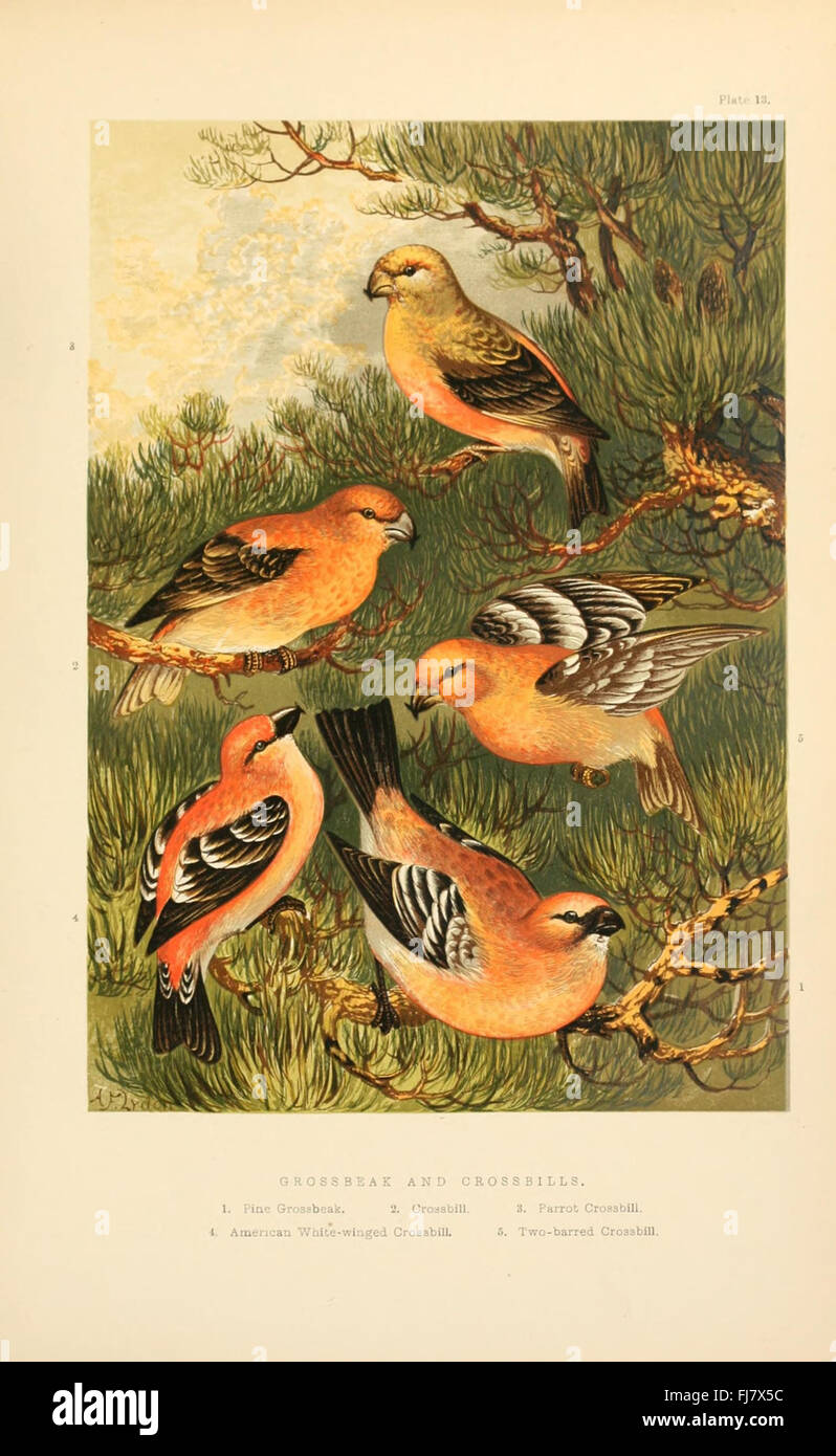 A study of small British birds, including their eggs, nests, and ...