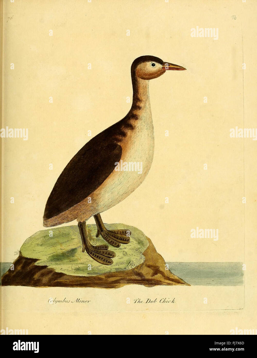 An early work on the natural history of birds, featuring detailed ...