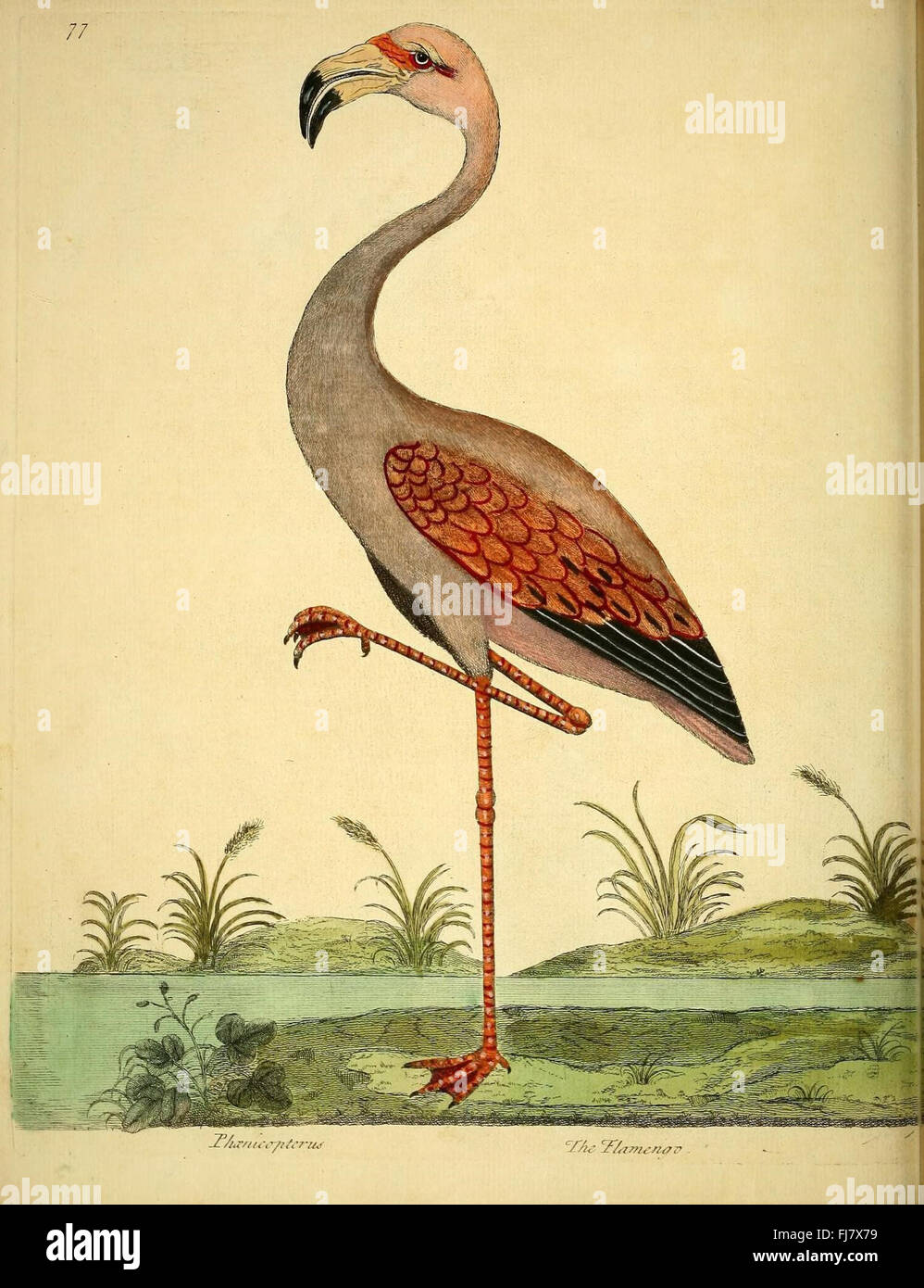 A Natural History of Birds (Numb. LXXVII Stock Photo - Alamy