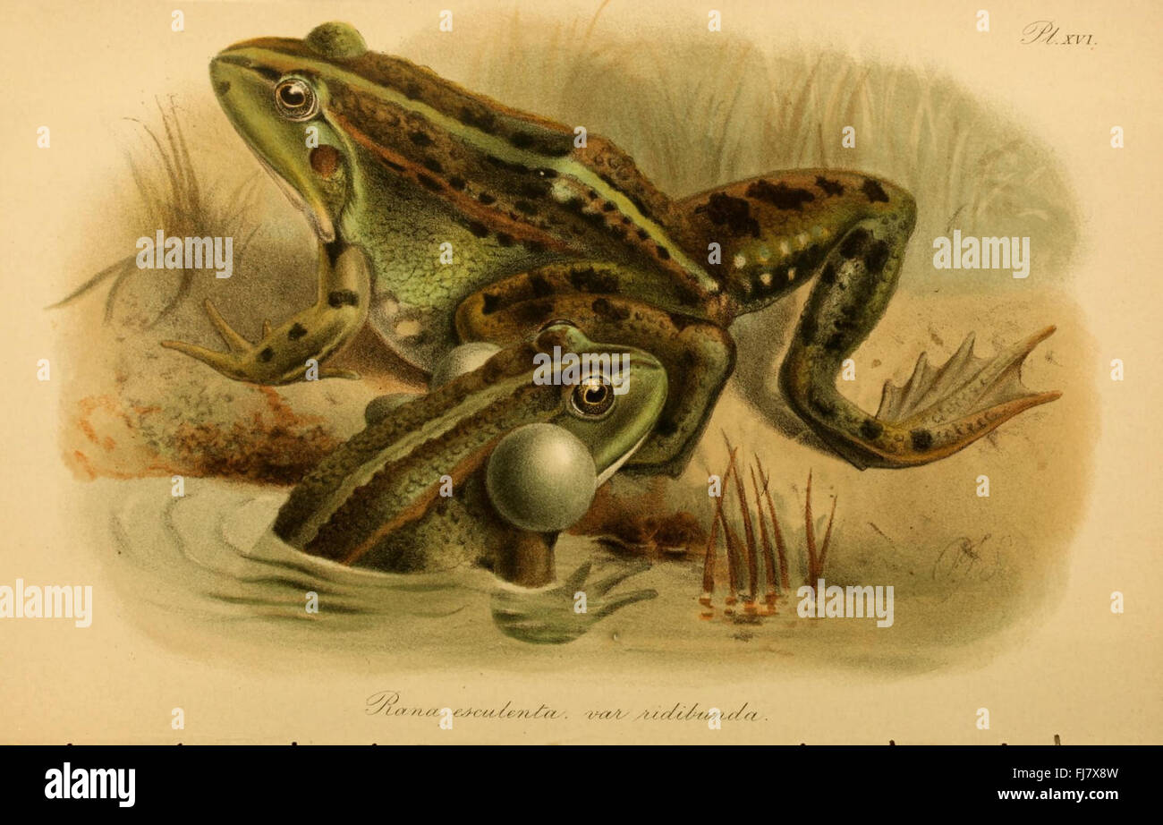 The tailless batrachians of Europe (Pl. XVI Stock Photo - Alamy