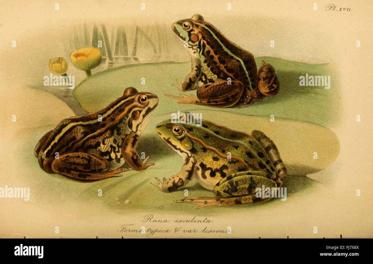 An illustrated study of tailless amphibians (frogs and toads) in Europe ...