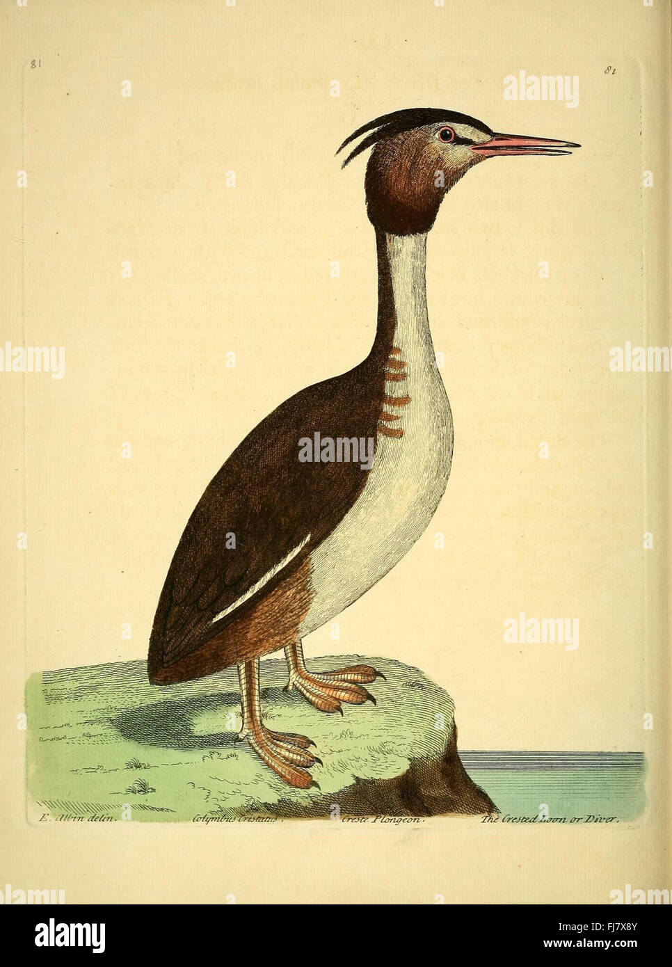An early work on the natural history of birds, with detailed ...