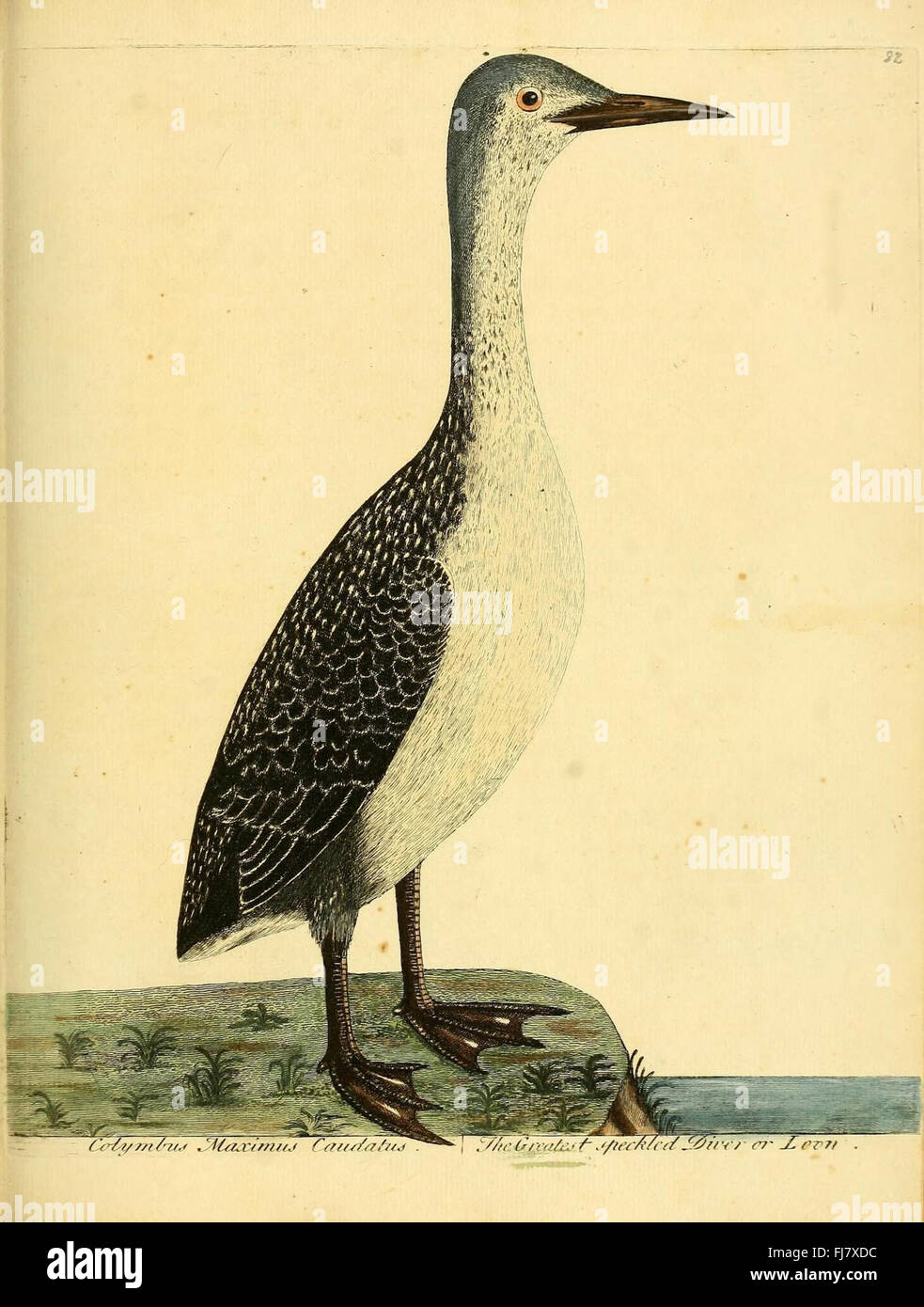 A natural history of birds (Numb. LXXXII), Birds Early works to 1800 ...