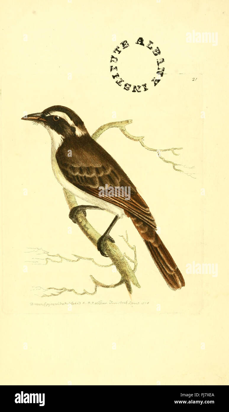 A collection of zoological illustrations and descriptions from various ...