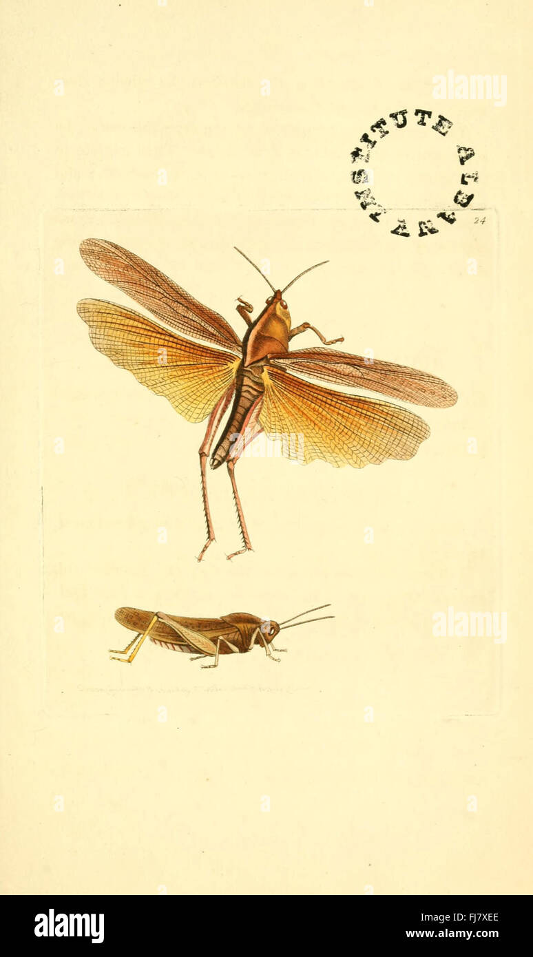 A zoological compilation of various species, providing visual ...