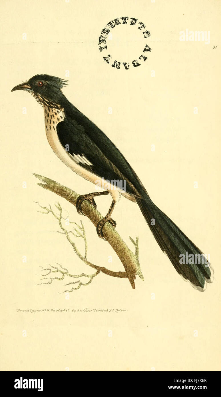 A collection of various zoological studies, illustrations, and ...