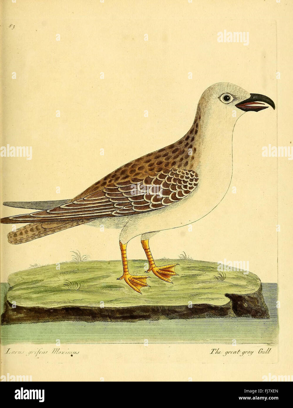 Exploration of bird morphology hi-res stock photography and images - Alamy