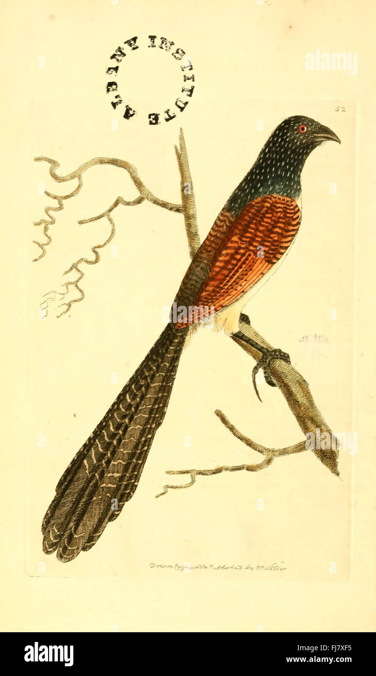 A collection of zoological illustrations, showcasing various species ...