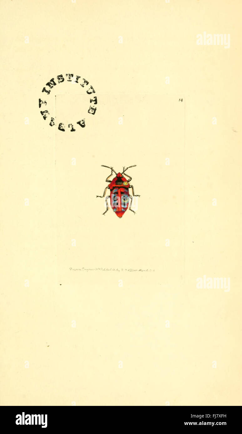 A collection of various zoological studies, including detailed ...