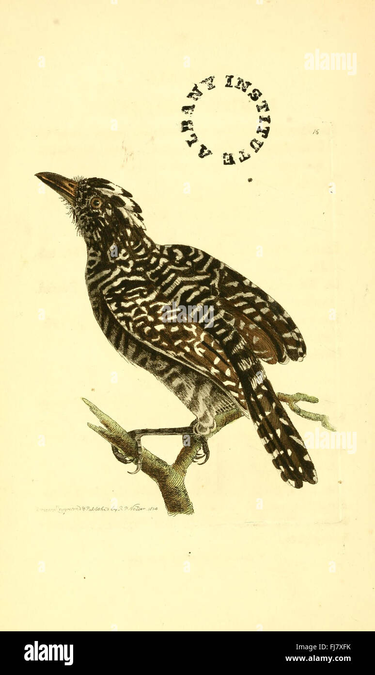 A collection of zoological illustrations and studies, showcasing a wide ...