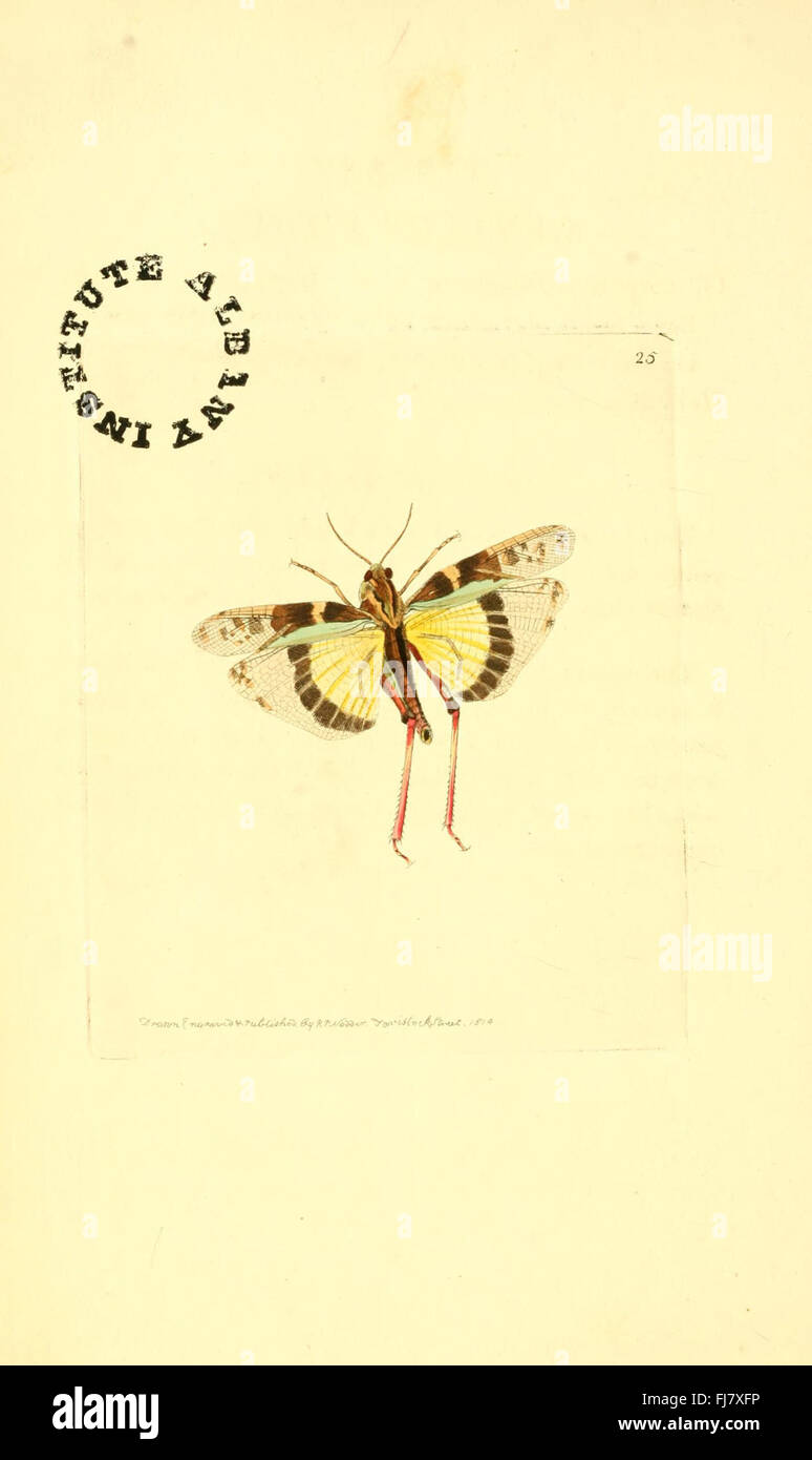 A collection of varied zoological topics, featuring illustrations and ...