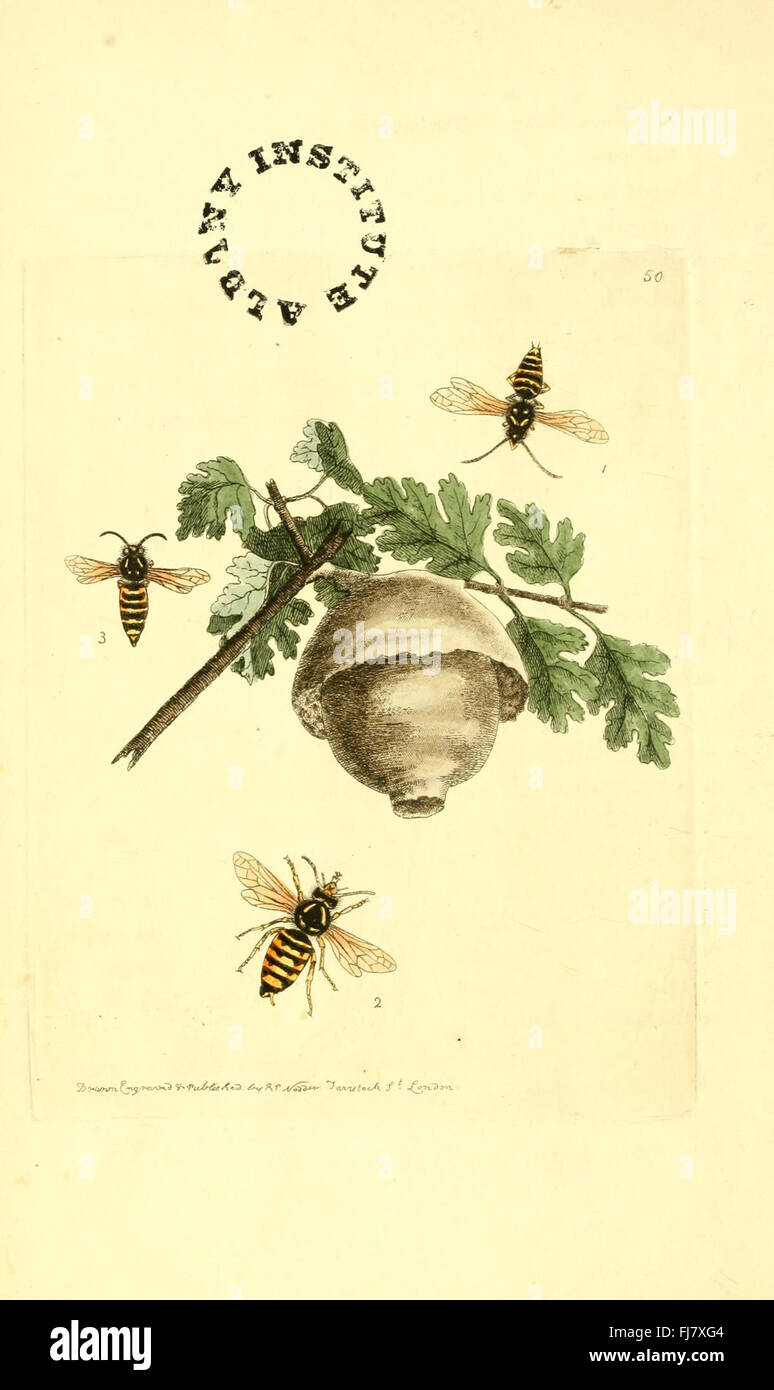 A collection of zoological studies and illustrations, focusing on ...