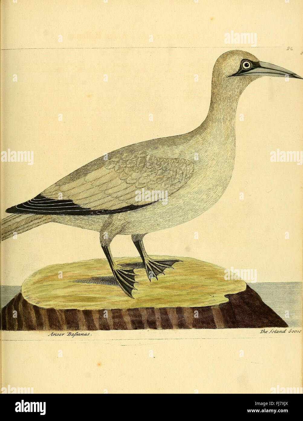 The Natural History of Birds showcases early ornithological research ...