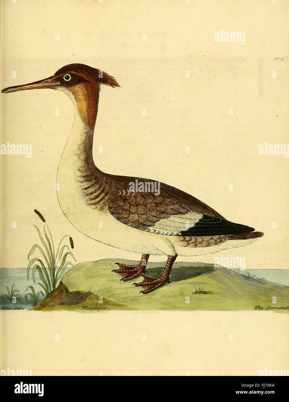 An early work on the natural history of birds, showcasing detailed ...