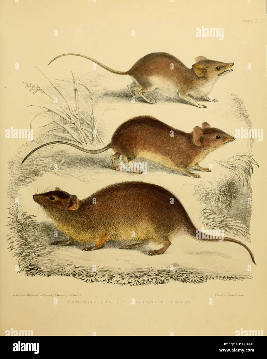 The Zoology of the Voyage of the H.M.S. Erebus and Terror - 1839-43 ...