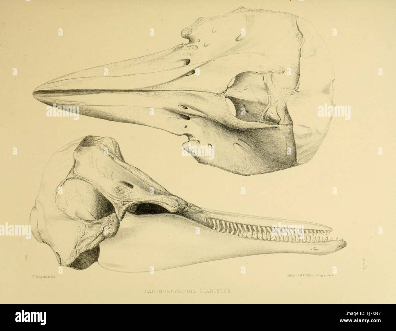 The zoology of the voyage of the H.M.S. Erebus and Terror, 1839-43 ...