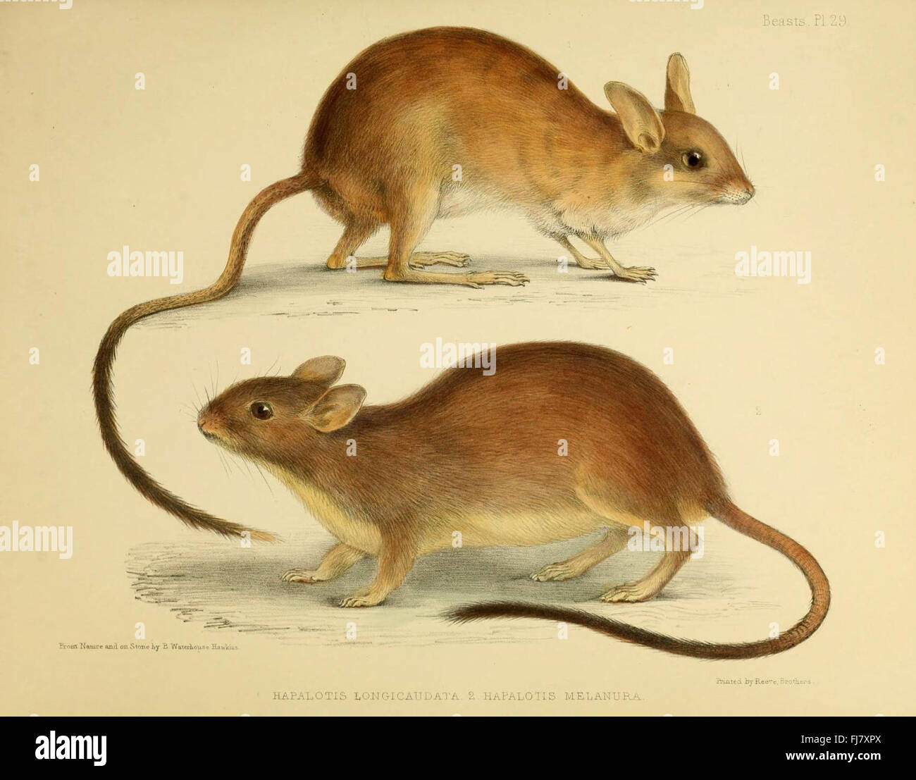 The zoology of the voyage of the H.M.S. Erebus and Terror Stock Photo ...