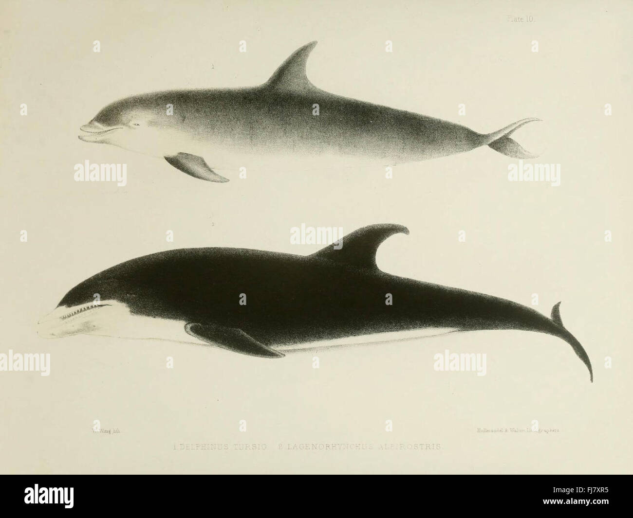 The zoology of the voyage of the H.M.S. Erebus and Terror Stock Photo ...