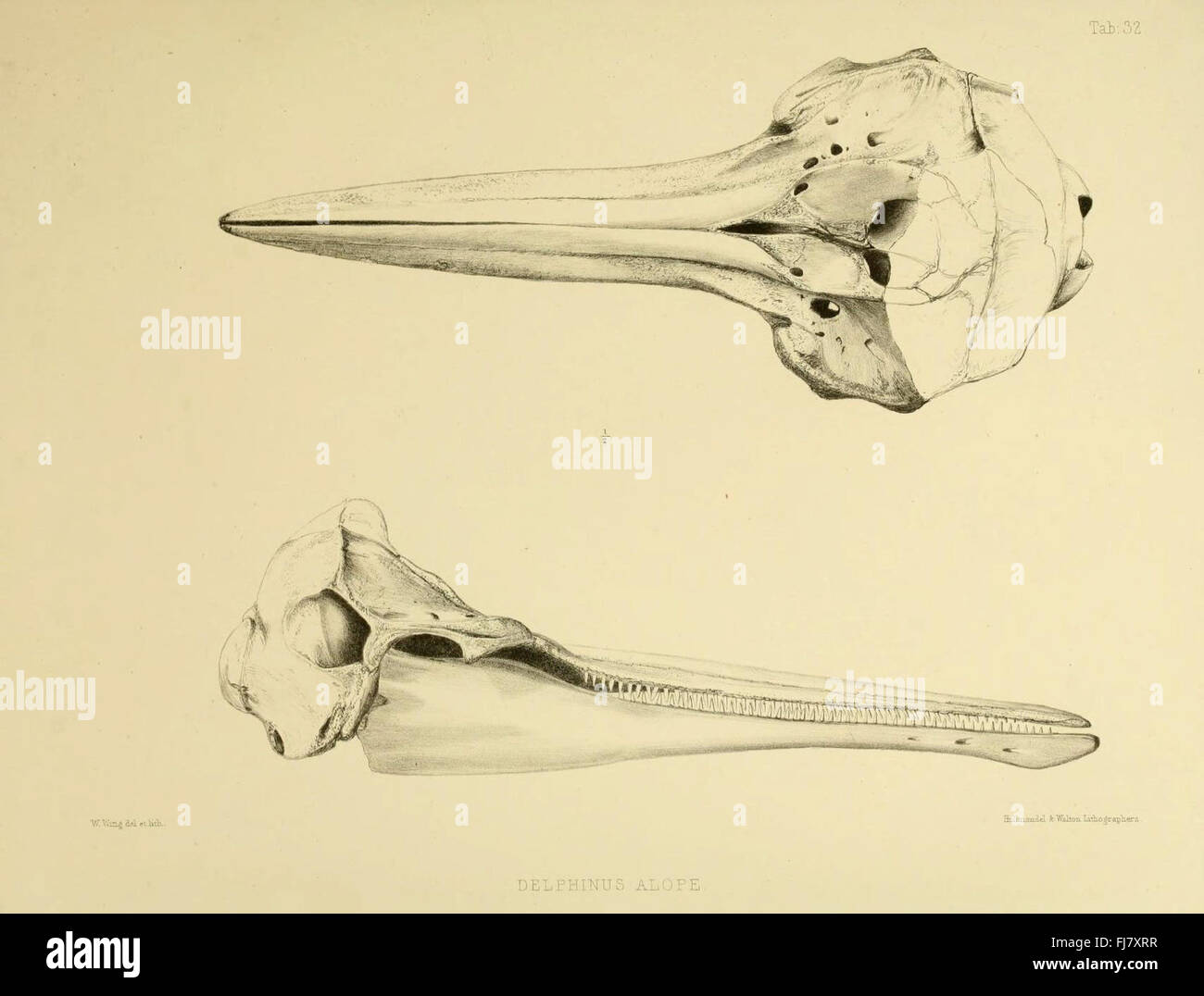 The zoology of the voyage of the H.M.S. Erebus and Terror, 1839-43 ...