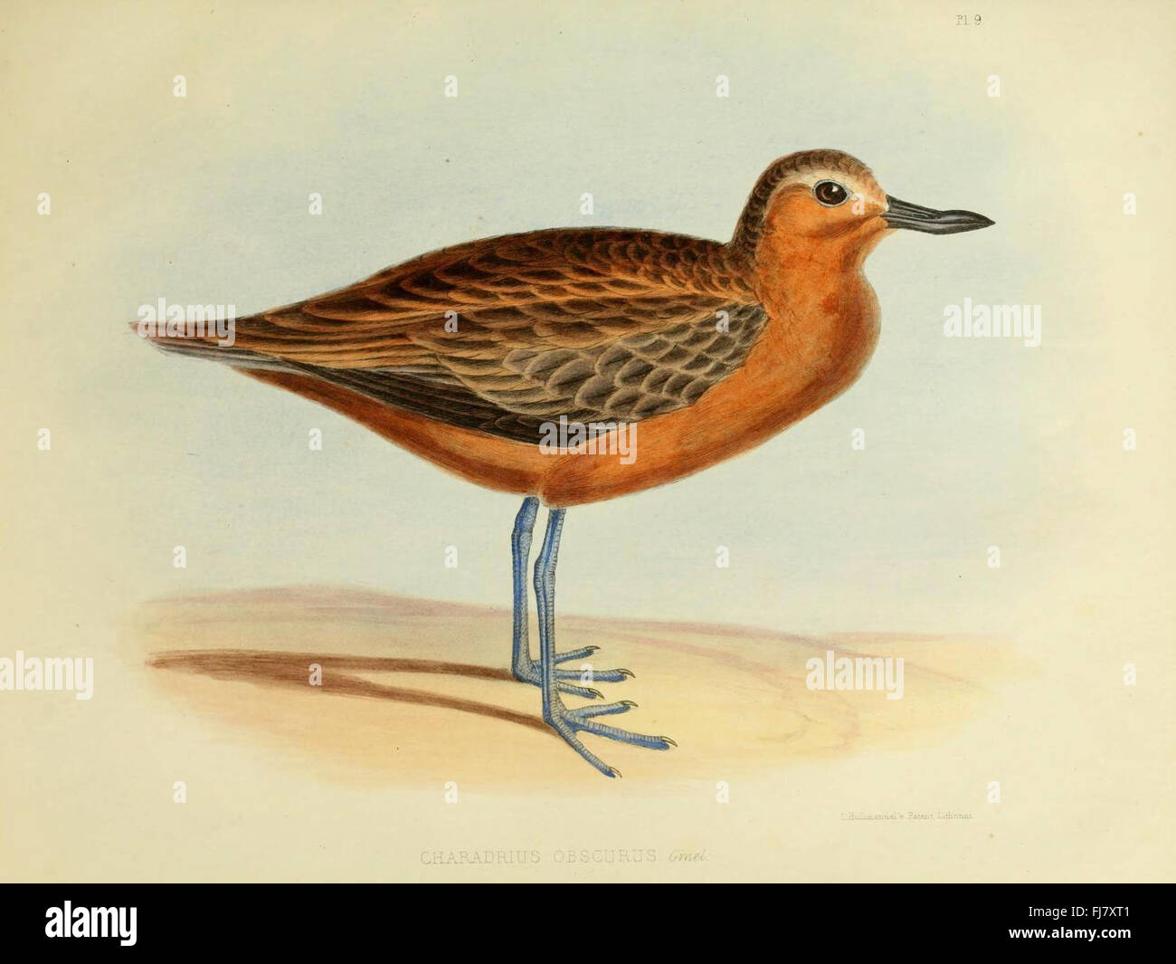 The zoology of the voyage of the H.M.S. Erebus and Terror, 1839-43 ...