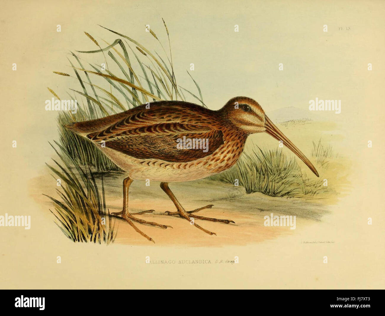 The Zoology of the Voyage of the H.M.S. Erebus and Terror, 1839-43 ...