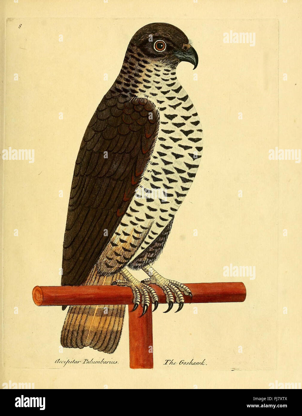 A Natural History of Birds (Numb. VIII): A detailed work on the study ...