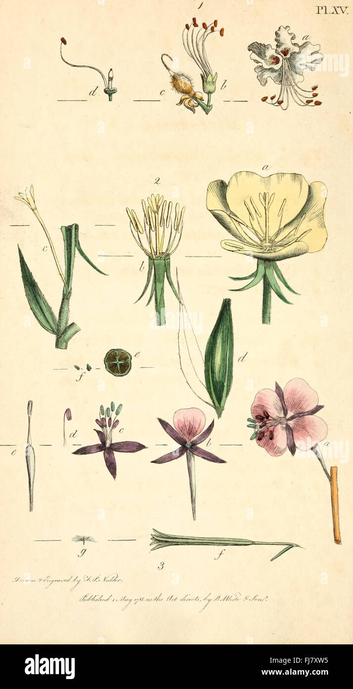 A collection of 38 botanical illustrations from the 18th century, with ...