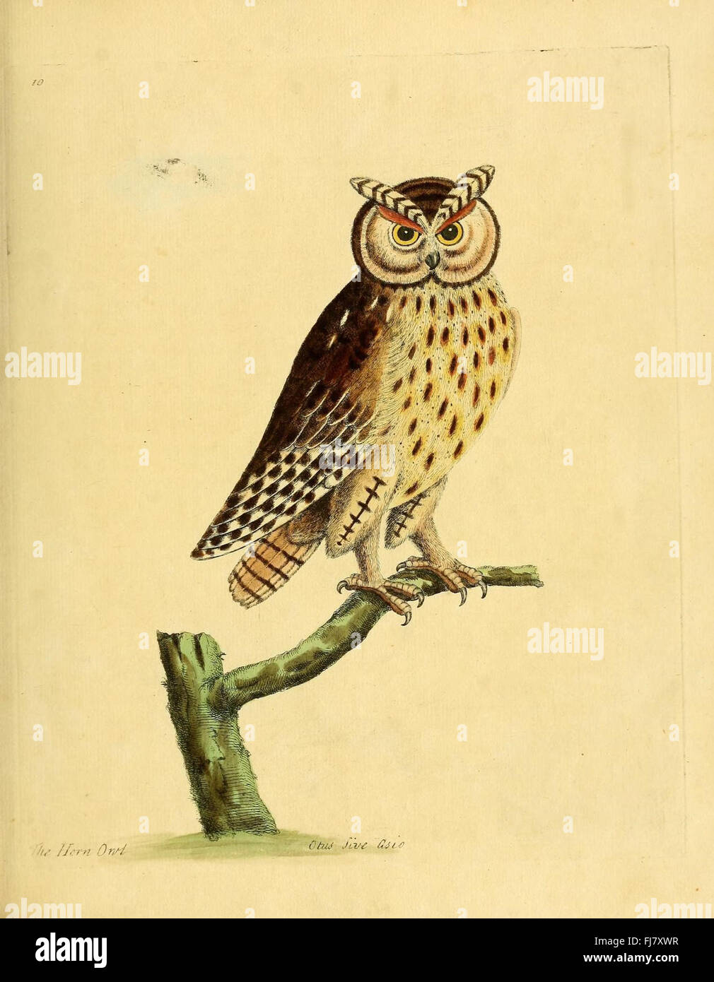 A natural history of birds (Numb. X): A detailed study of bird species ...