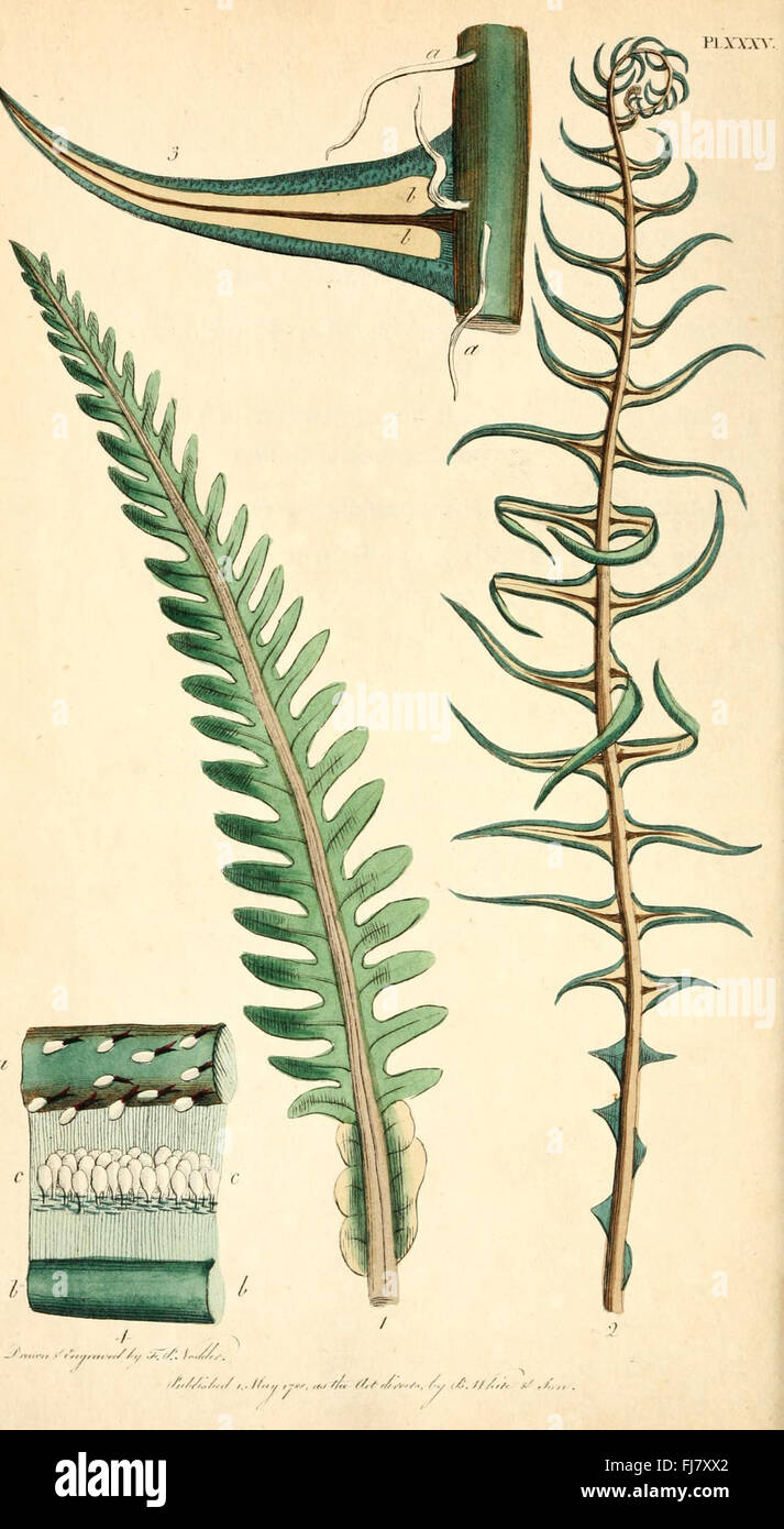 Carl linnaeus plant classification hi-res stock photography and images ...