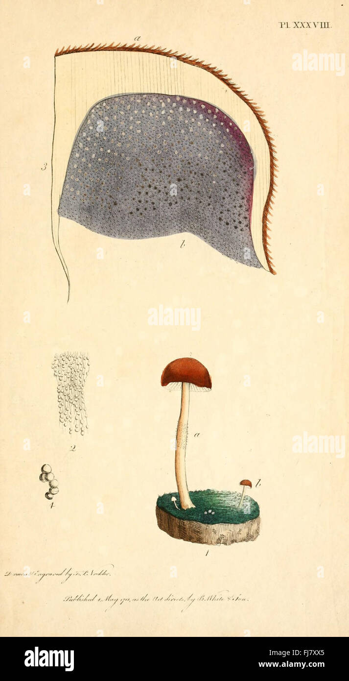 Thirty eight plates hi-res stock photography and images - Alamy