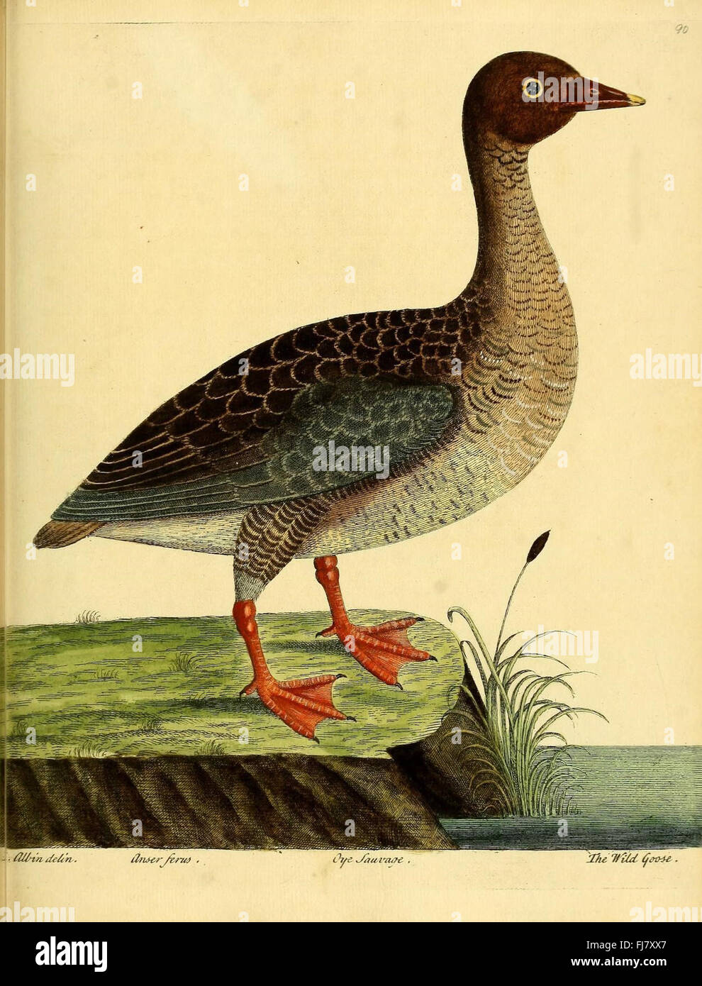 A Natural History of Birds (Numb. XC), Smithsonian Libraries Stock ...