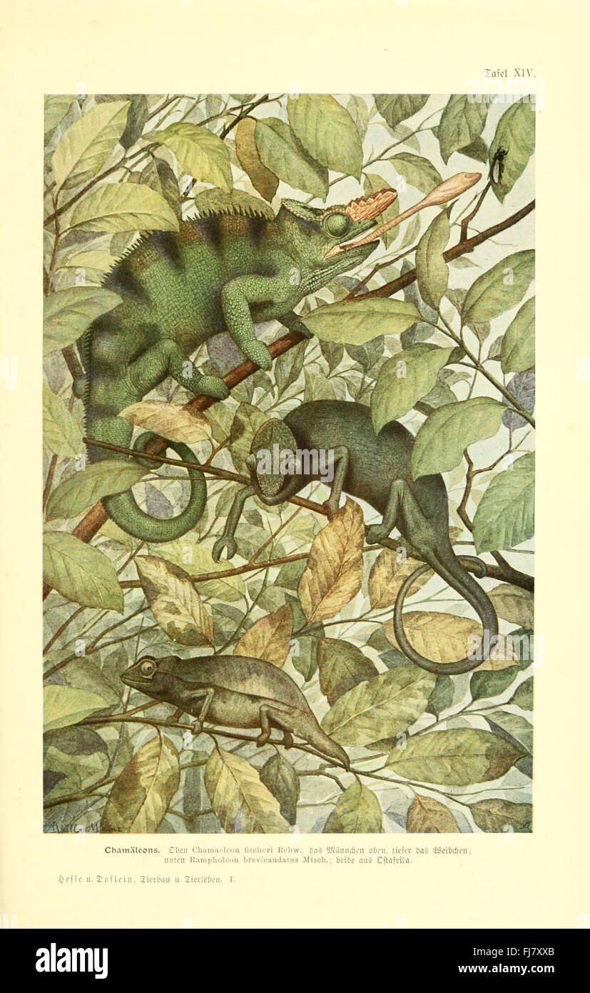 Anatomical and comparative study of animal structure and life ...