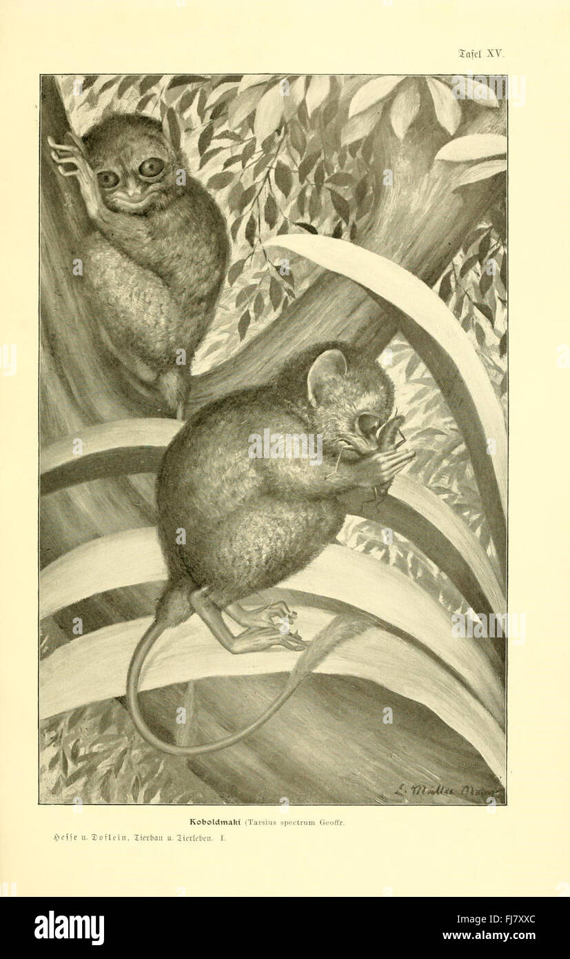 A work on the anatomy and physiology of animals, examining their ...