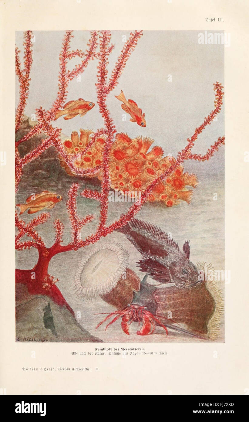 Comparative study of animal anatomy, physiology, and morphology ...