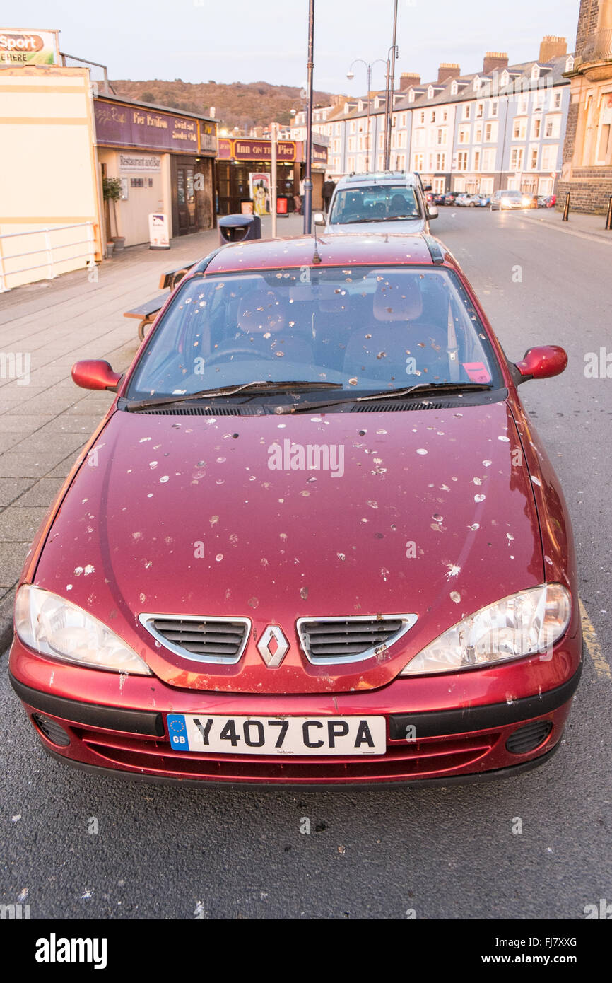 Starlings poop,poo on car parked near Aberystwyth Pier,Aberystwyth,at ...