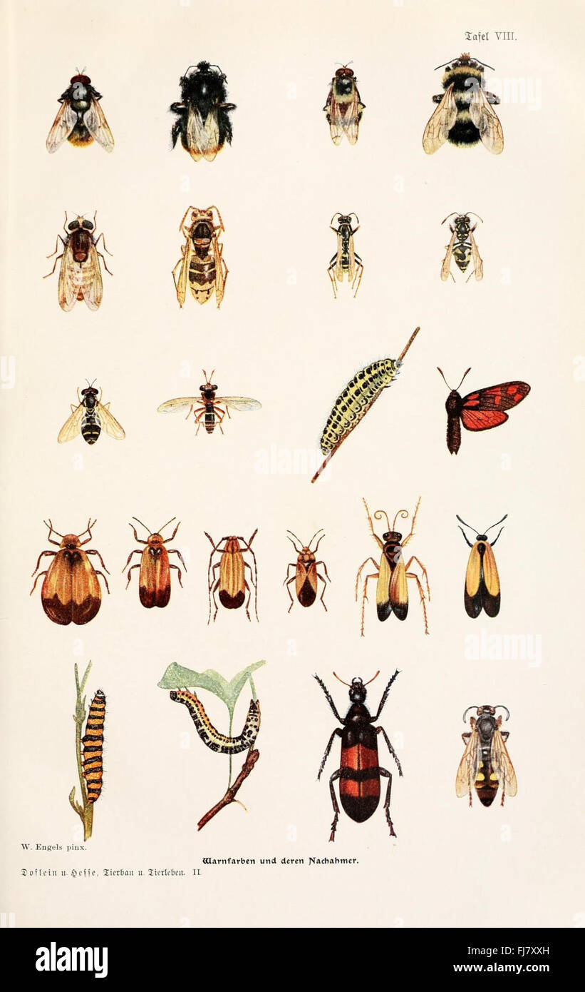 A detailed examination of animal anatomy and physiology in relation to ...