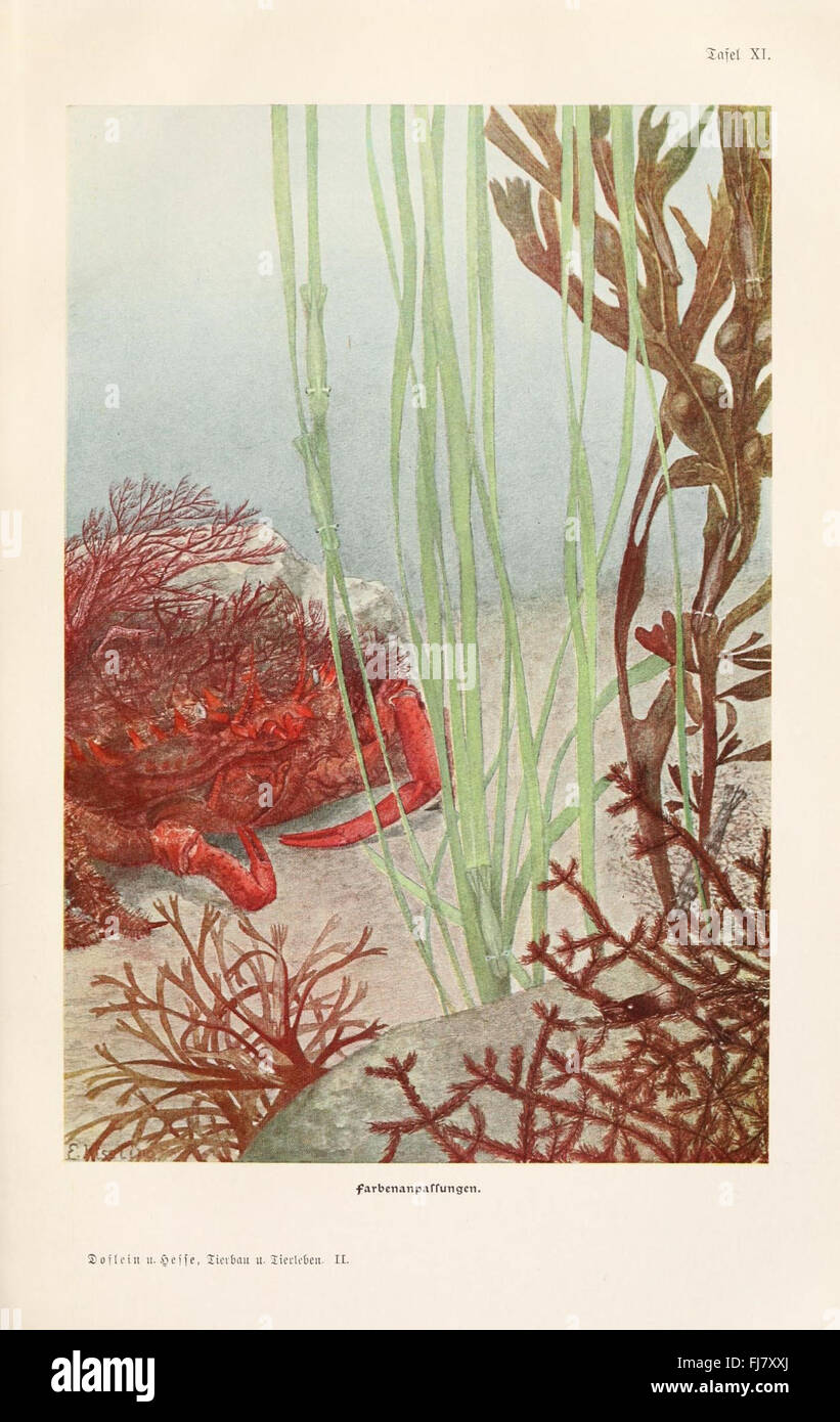 A comparative anatomical study of animals, examining the relationships ...