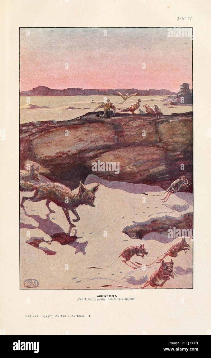 A comparative anatomical study of animal morphology, exploring the ...