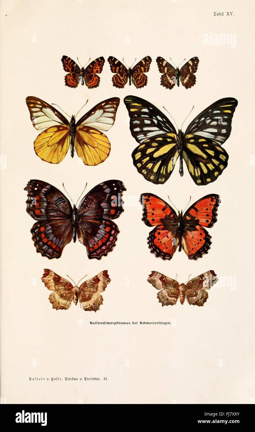 A scientific exploration of animal morphology and physiology, analyzing ...