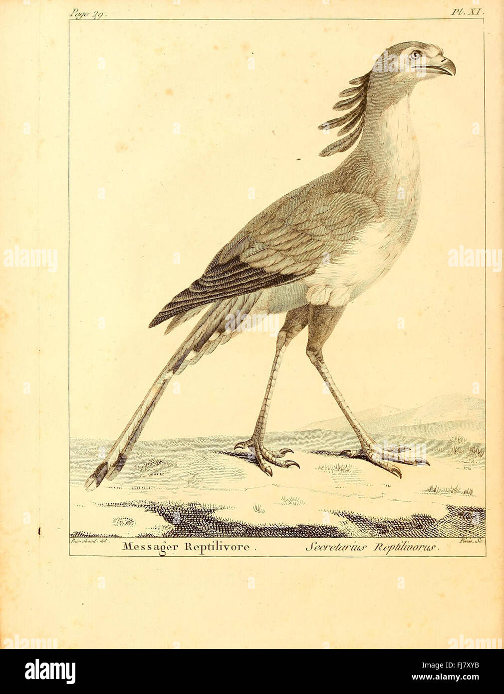 Explanations on animal species hi-res stock photography and images - Alamy