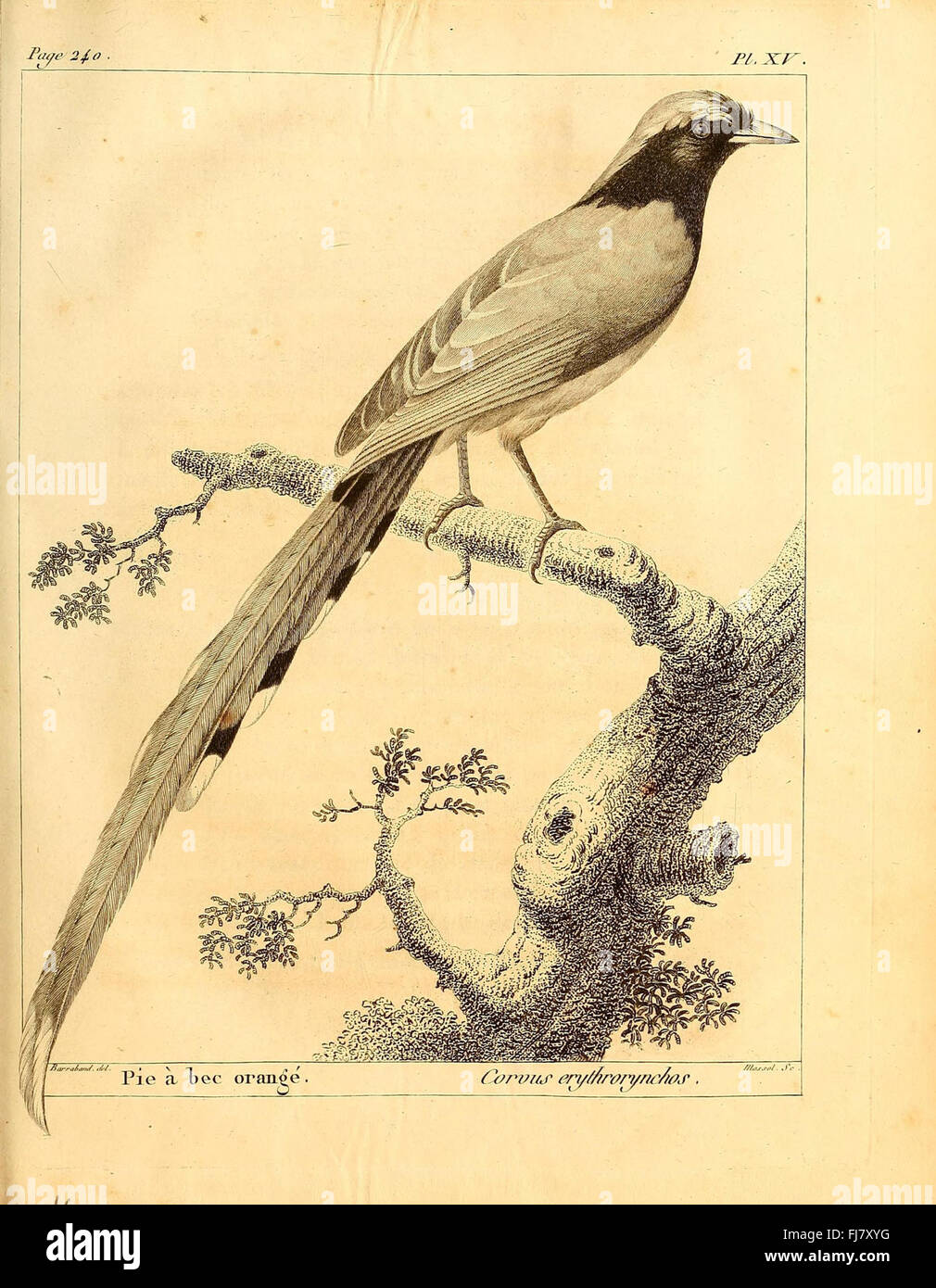 Catalog of avian illustrations hi-res stock photography and images - Alamy