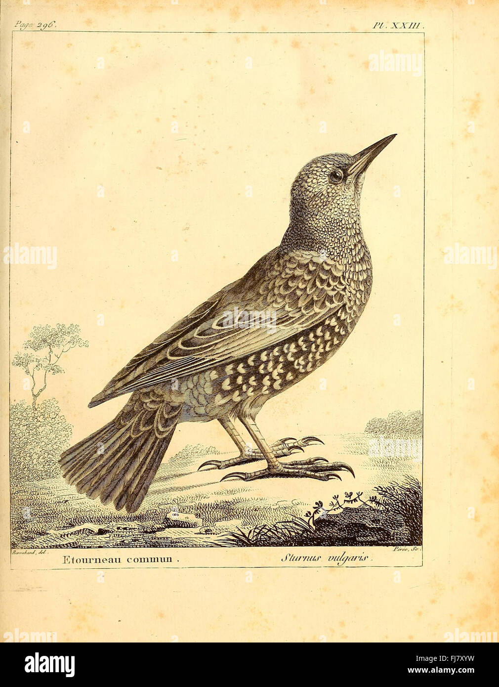 Ernst mayr library ornithology pictorial works hi-res stock photography ...